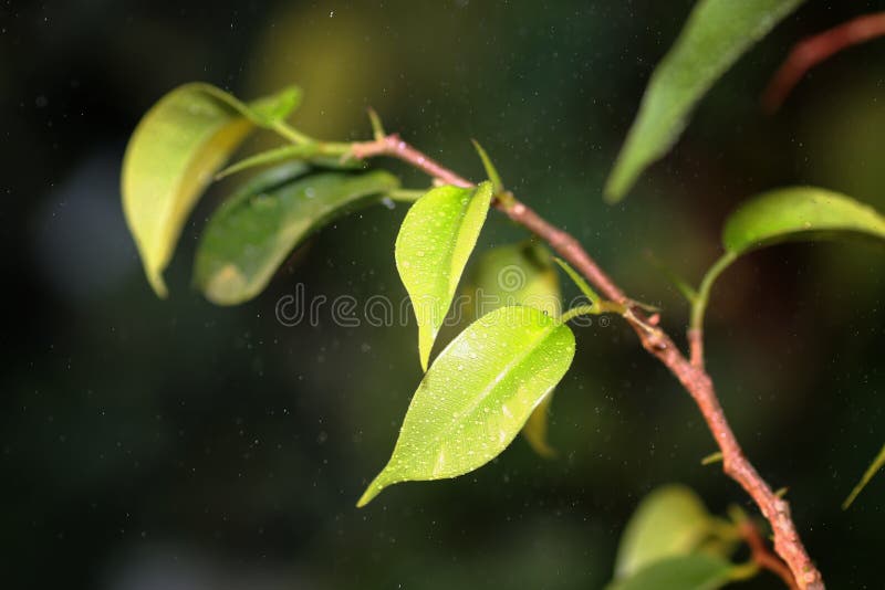 Small leaf on a branch stock image. Image of branches - 79082579
