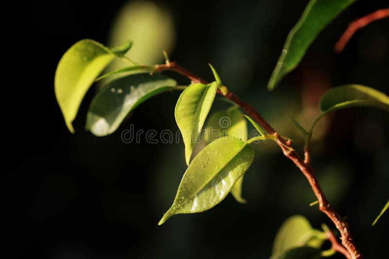 Small leaf on a branch stock photo. Image of buds, leaves - 80696056