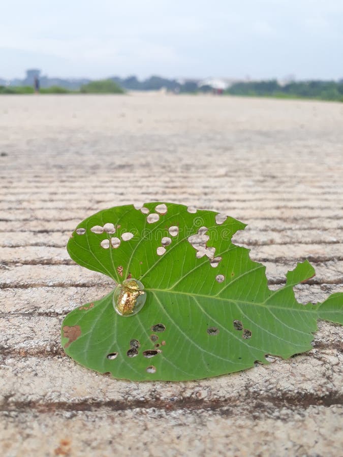 Small Leaf-eating Insects on the Street Stock Image - Image of ...
