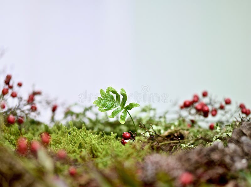 Small Leaf of Fern in Moss with a Drop of Dew Stock Photo - Image of ...