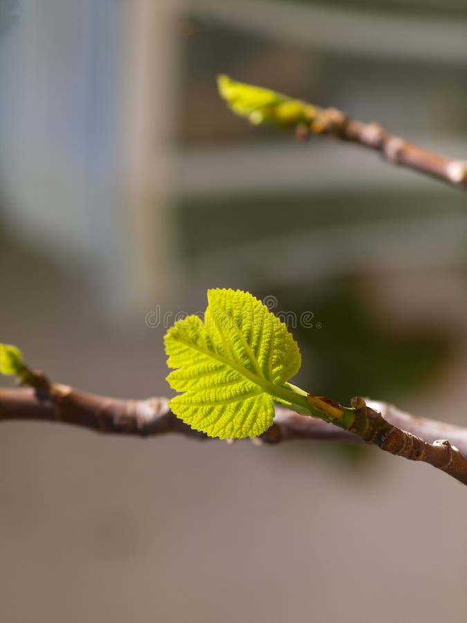 Small Leaf of Fig Tree on Branch Stock Photo - Image of food, ripe ...