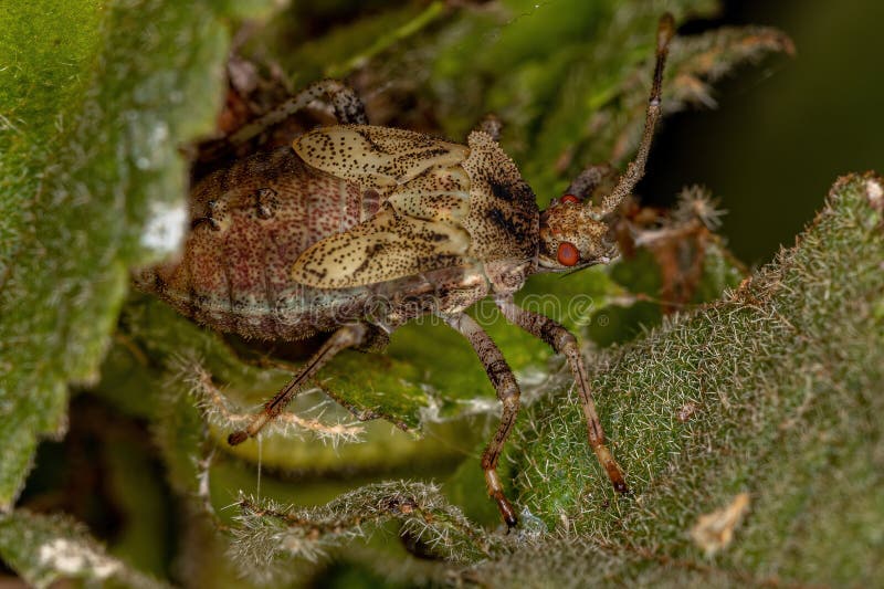 Small Leaf-footed Bug stock photo. Image of entomology - 250655480