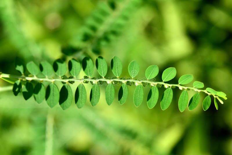 Small Leaf stock image. Image of background, flower, mimosa - 96470393