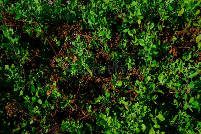 Small Leaf Green Grass Texture Stock Photo - Image of closeup, ecology ...