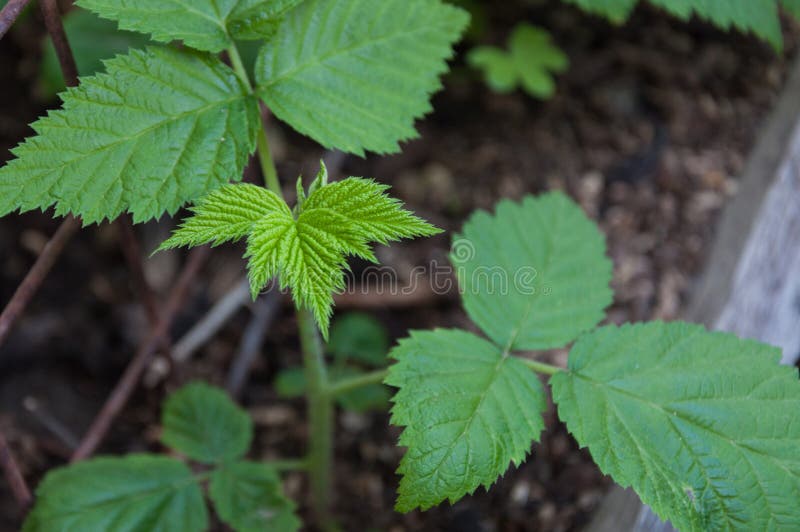 New raspberry leaf stock photo. Image of flower, small - 273896186