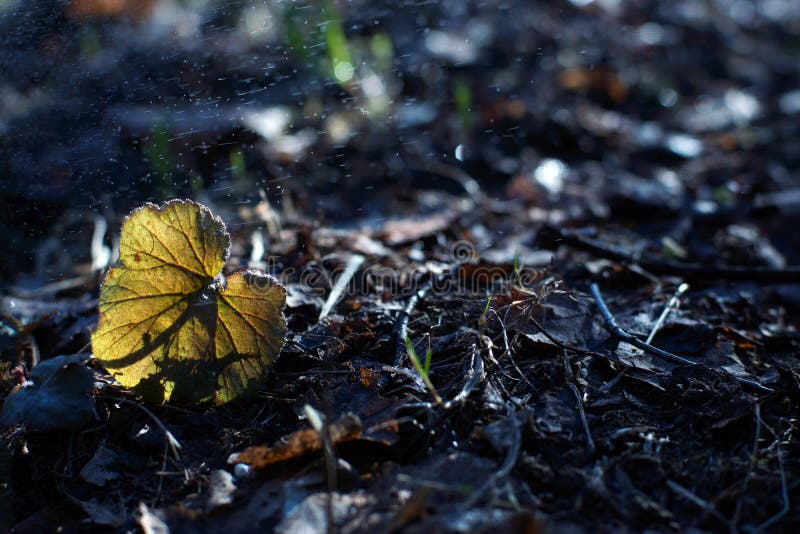 A Small Leaf Grows in Spring from Under Withered Foliage, Drizzling ...