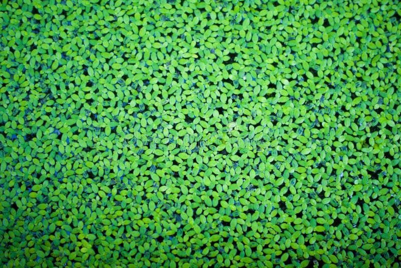 Small leaf stock photo. Image of small, leaf, healthy - 34262504