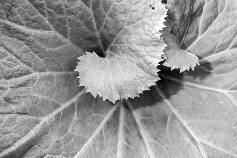 Small Leaf in the Large Leaf in Monochrome Stock Photo - Image of ...