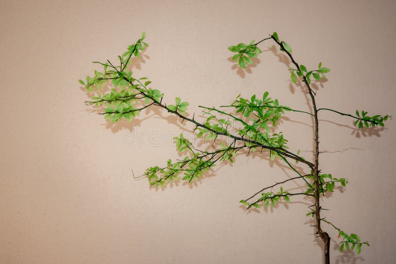 Small Leaf Lime Tree at Home. Dwarf Tree Stock Photo - Image of summer ...