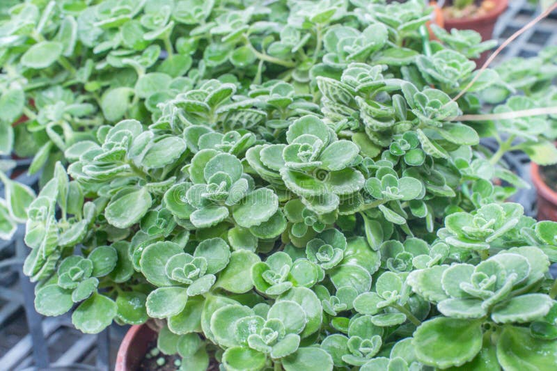 Small-leaf Mexican Mint(Plectranthus Socotranum) Stock Photo - Image of ...