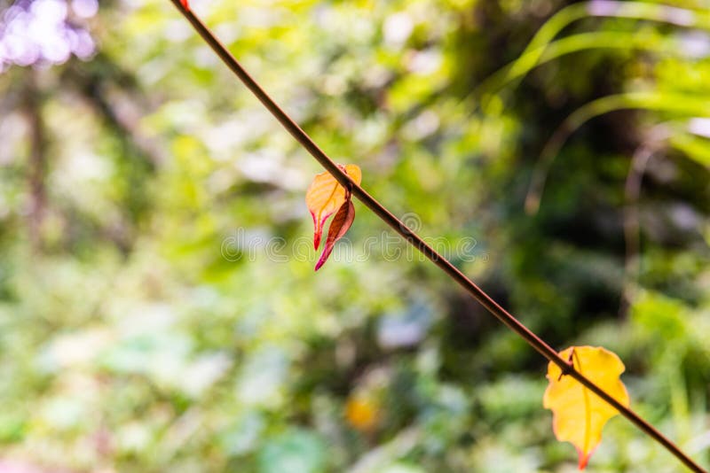 Small Leaf with Natural Background Stock Image - Image of plant, growth ...