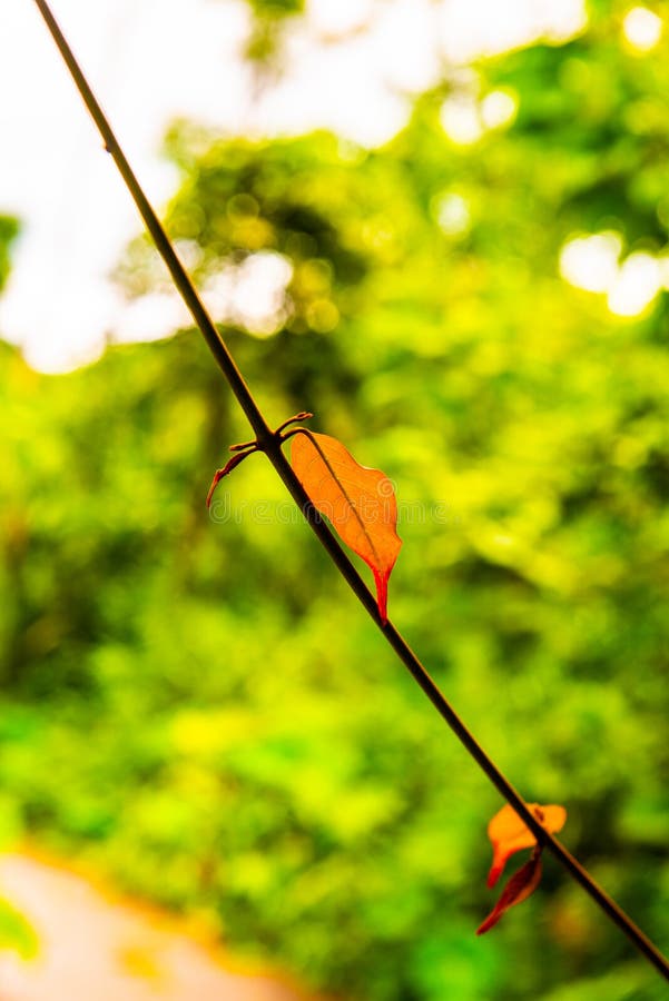 Small Leaf with Natural Background Stock Image - Image of green, leaves ...