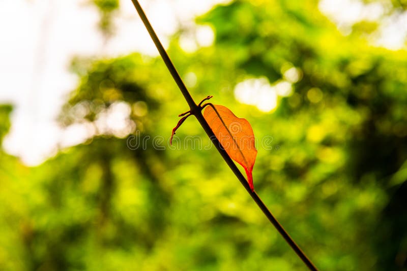 Small Leaf with Natural Background Stock Image - Image of planting ...