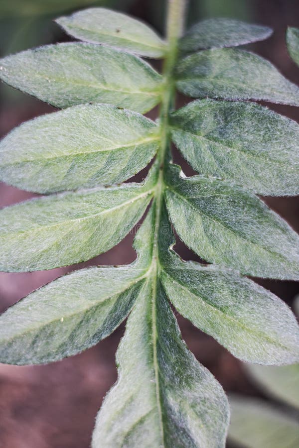 Small Leaf of a Plant Close Up Stock Image - Image of small, colors ...