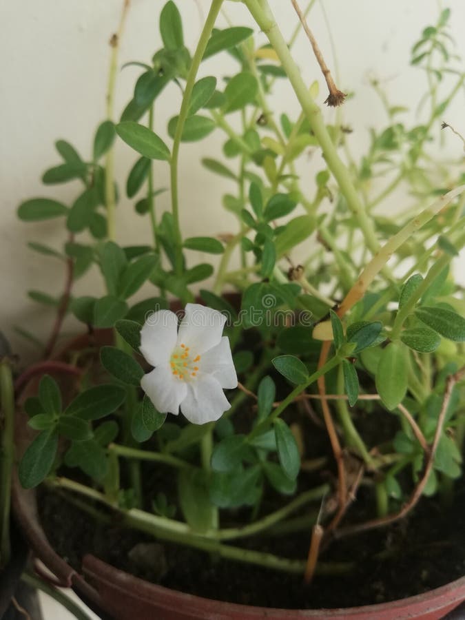 Small Leaf Plant White Flowers Stock Image - Image of leaf, tiny: 197610185