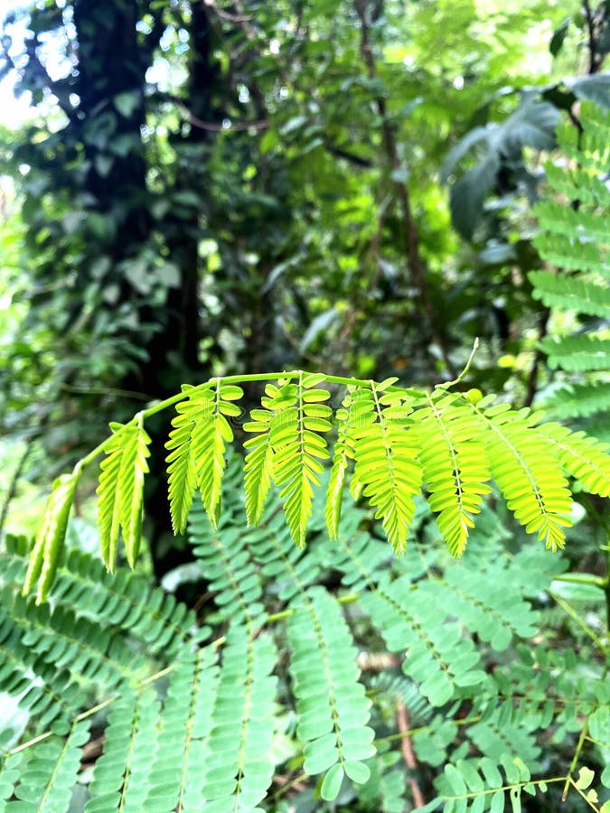 Small leaf stock photo. Image of focus, small, newly - 225640940