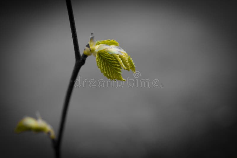 Small leaf stock photo. Image of branch, natural, card - 81818120