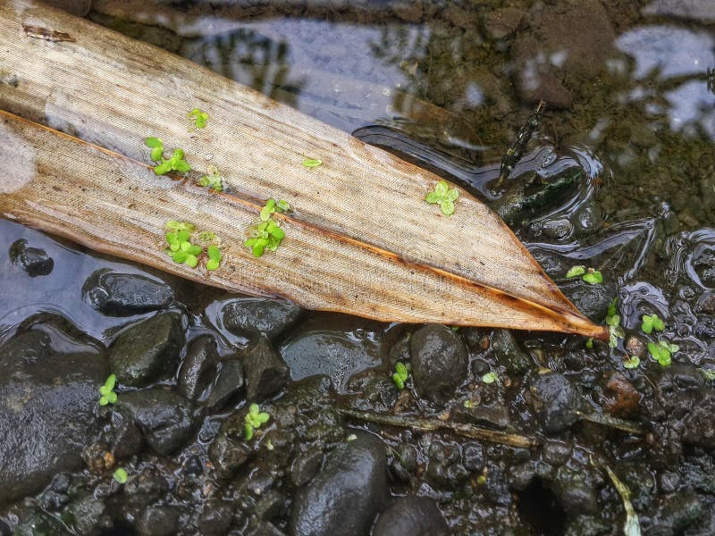 Small Leaf Texture that Grows on Water in Indonesia 10 Stock Photo ...
