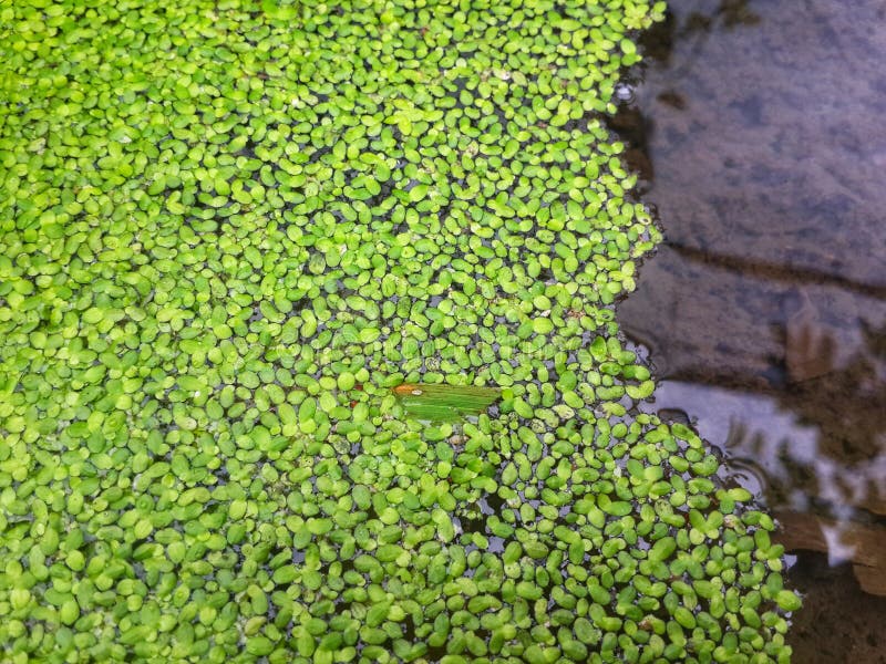 Small Leaf Texture that Grows on Water in Indonesia 19 Stock Photo ...