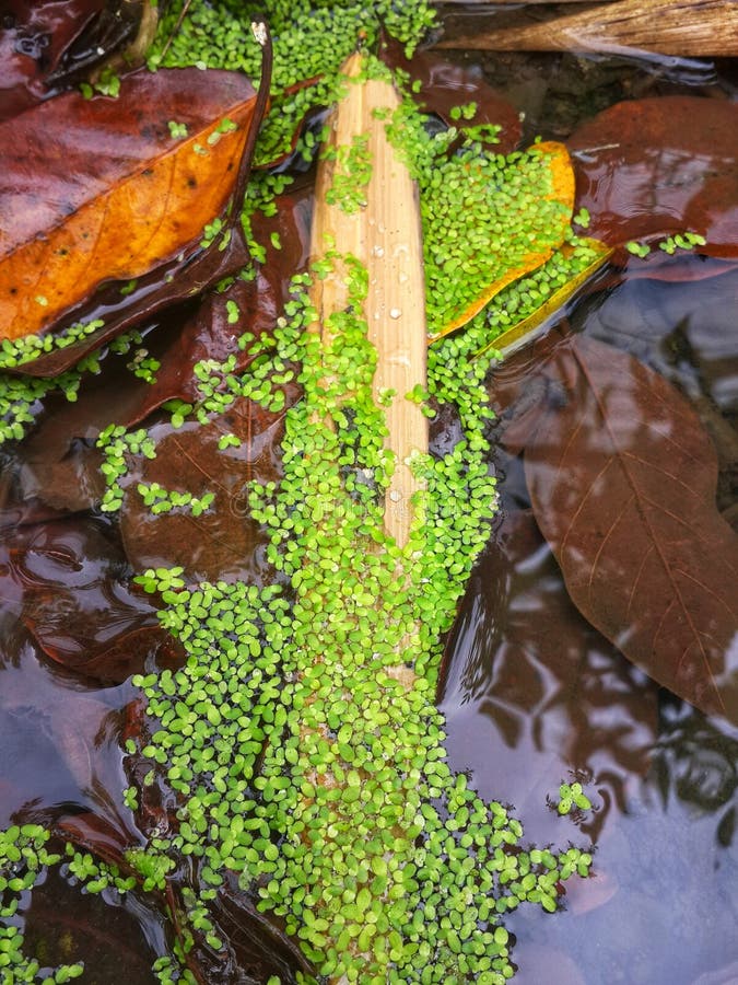 Small Leaf Texture that Grows on Water in Indonesia 7 Stock Photo ...