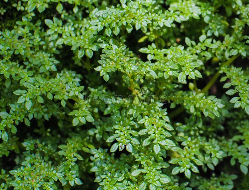 Small leaf stock photo. Image of bright, artificial, natural - 97387200