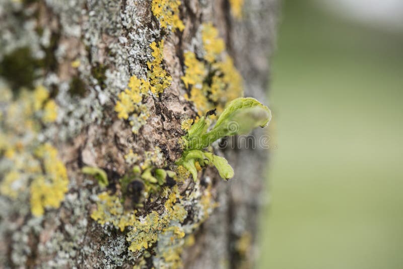 Small leaf on the tree stock photo. Image of freedom - 124757070