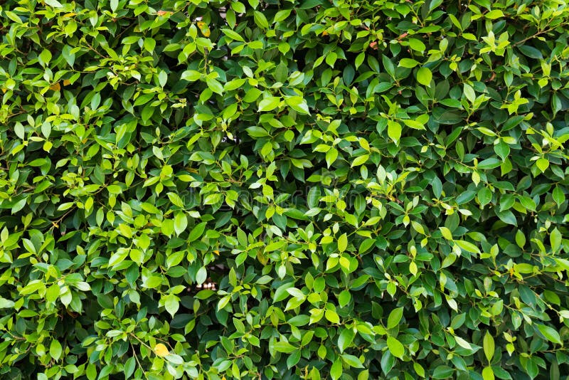 Small Leaf of Tree Background Stock Photo - Image of land, background ...