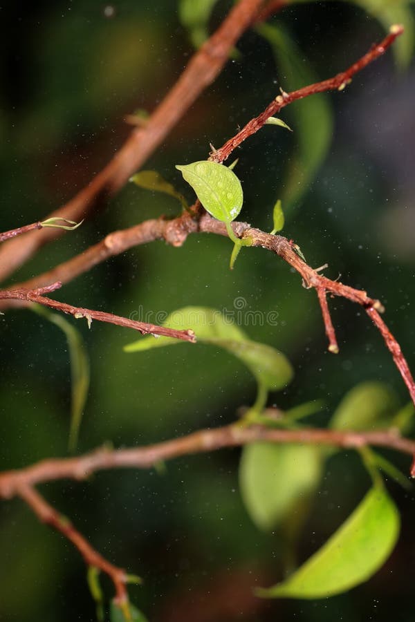 Small leaf on a branch stock photo. Image of growth - 113054706