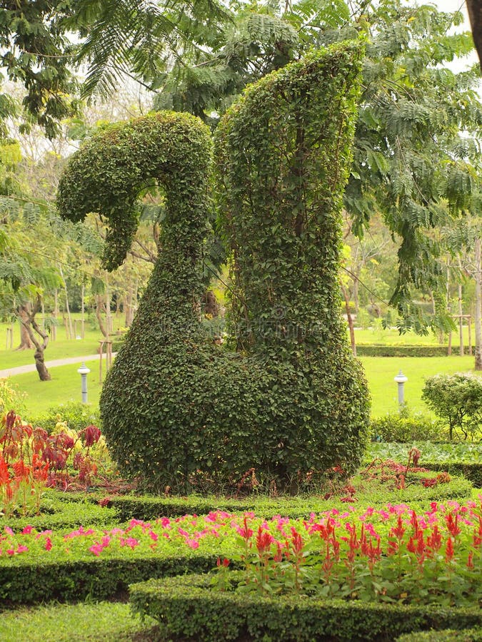 Small Leaf Tree Can Force To Any Shape Editorial Photography - Image of ...