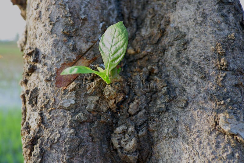 Small Tree Growing on the Tree Stock Image - Image of feild, leaf ...