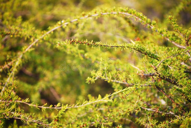 Small leaf tree stock photo. Image of feather, life, organic - 38189178