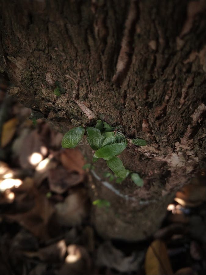 Background of Small Leaf on Tree Stock Image - Image of small, plant ...