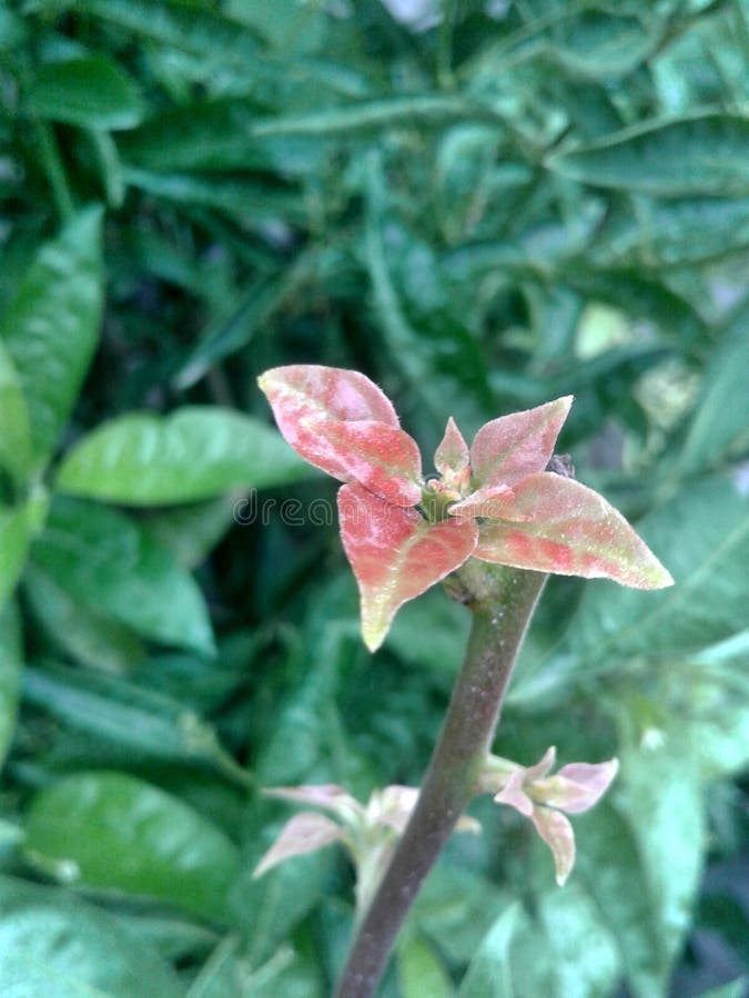 Small leaf stock photo. Image of beautiful, nature, trees - 145004368