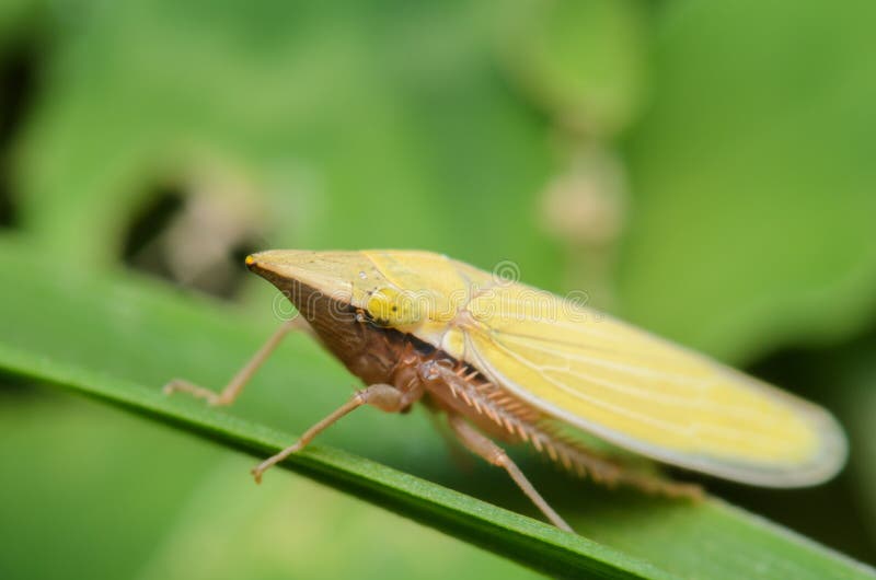Small Leafhopper stock photo. Image of homopteran, wildlife - 42628788