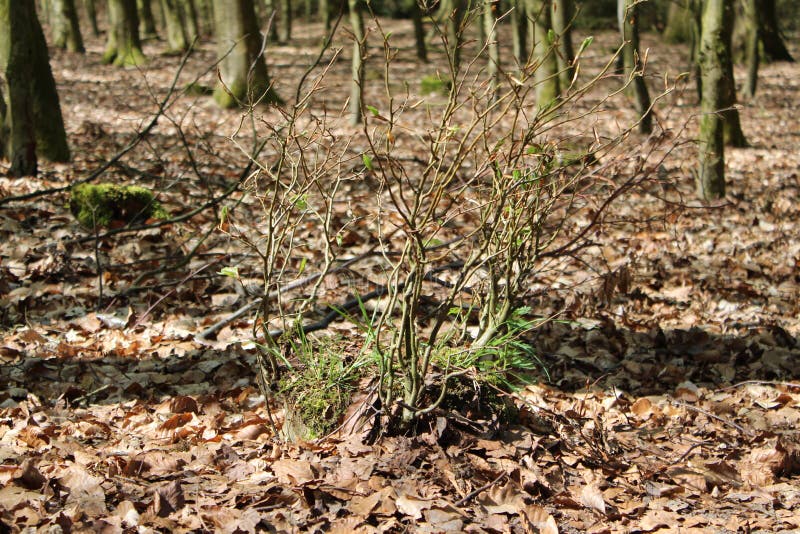 Small Leafless Bush stock image. Image of small, details - 114916279