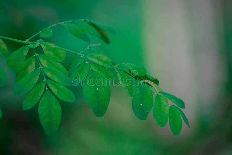 Small leafs stock photo. Image of green, leafs, small - 181751578
