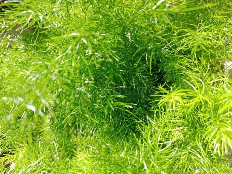 A Small Leafy Green Plant, a Small Version of an Evergreen Tree. Stock ...