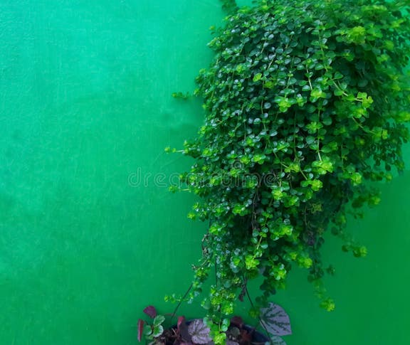 Small Leafy Green Vines Growing on a Green Wall Stock Image - Image of ...