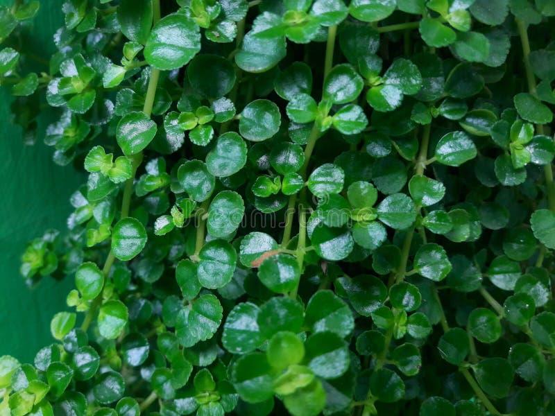 Small Leafy Green Vines Growing on a Green Wall Stock Photo - Image of ...