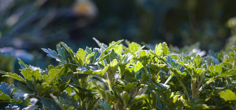 Small leafy plants stock photo. Image of environment - 274551854