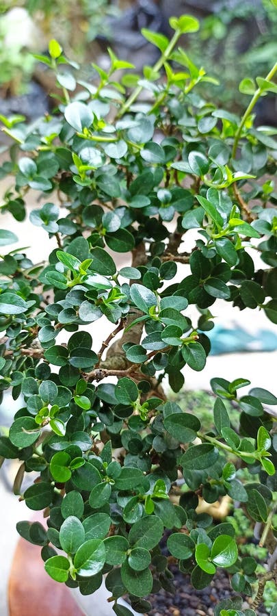 Small leafy plants stock image. Image of leaf, herb - 274448171