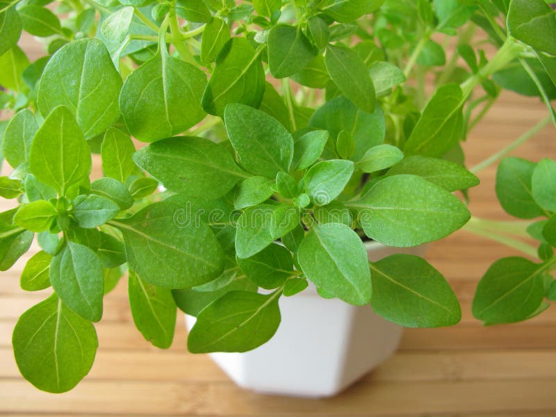 Small-leaved basil stock image. Image of ocimum, green - 19011459