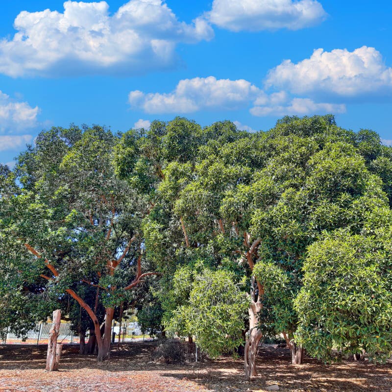 Small-leaved Fig, Ficus Obliqua Stock Photo - Image of growth ...