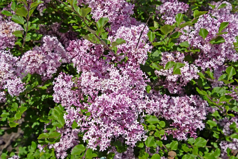 Small-leaved Lilac Superba Syringa Microphylla Superba. Bloom Stock ...