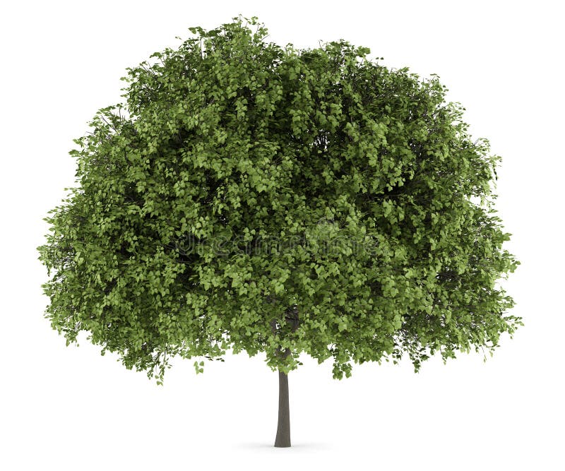 Small-leaved Lime Tree Isolated on White Stock Illustration ...