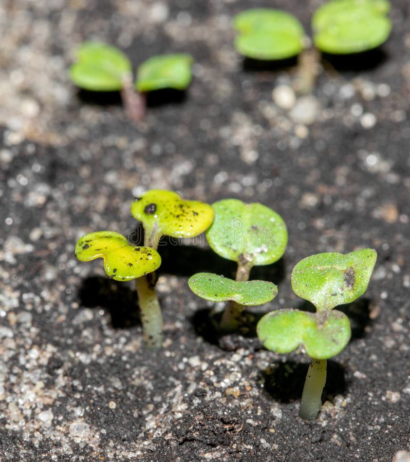 Small Leaves of Arugula Emerging from the Soil. Stock Image - Image of ...