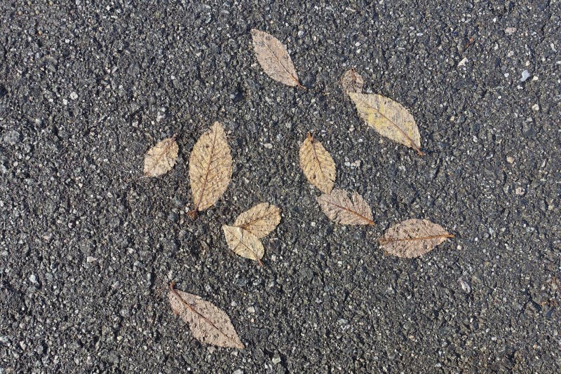 Small Leaves Group of Mok Tree Stock Photo - Image of group, green ...