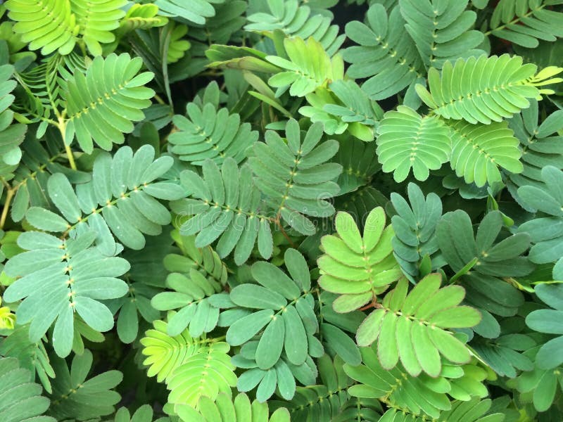 Small Leaves stock image. Image of green, nature, leaves - 89574069