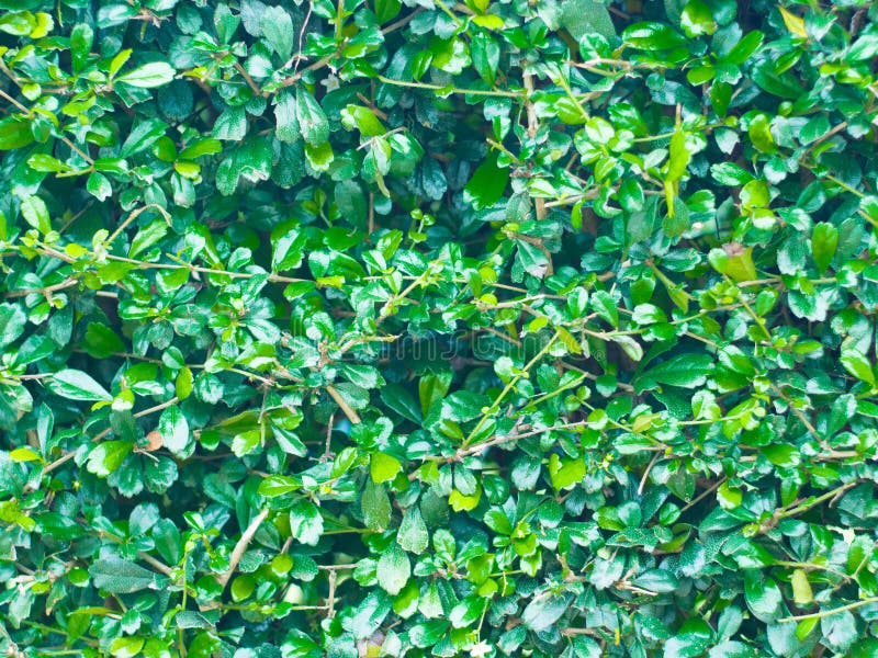 The Small Leaves Background. Stock Image - Image of green, leaves ...