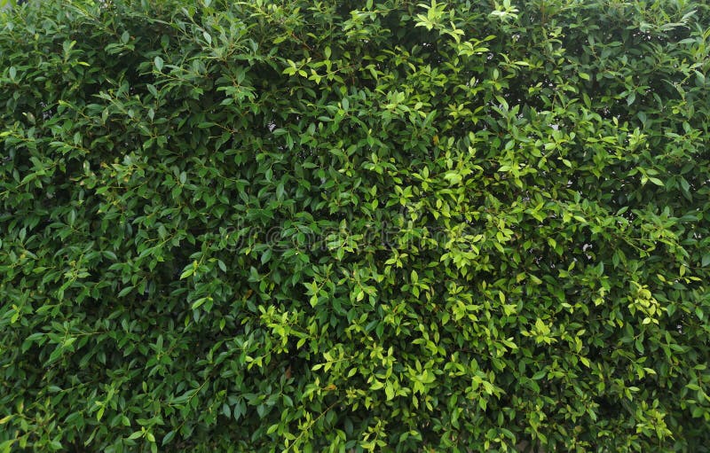 Small Leaves Green Bush Tree Texture Nature Background Stock Photo ...